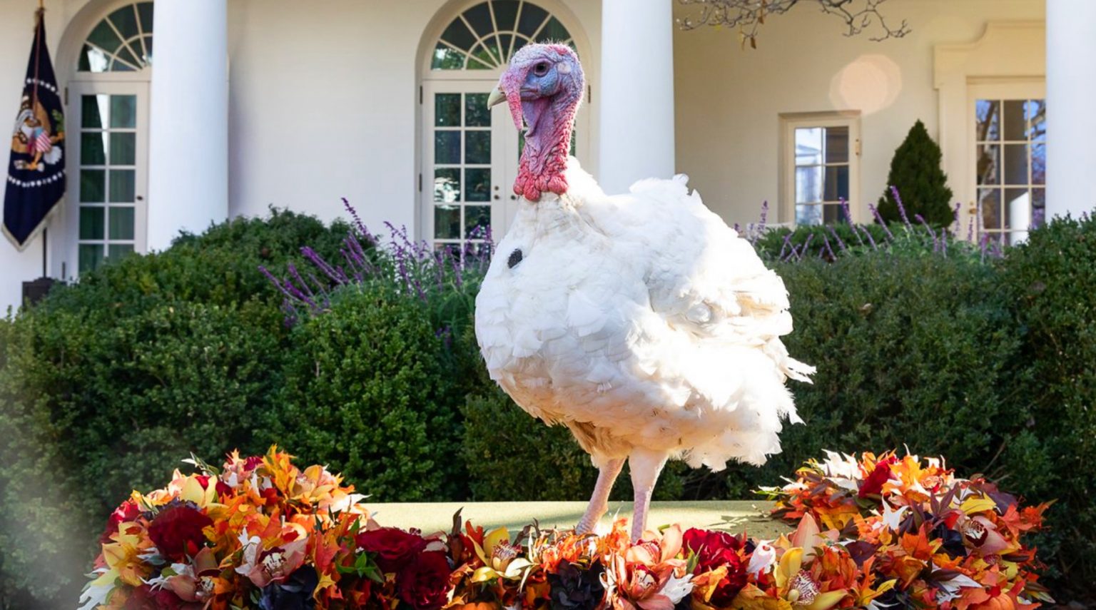 Turkeys Poem - Talking Turkeys! • 1 Love Poems