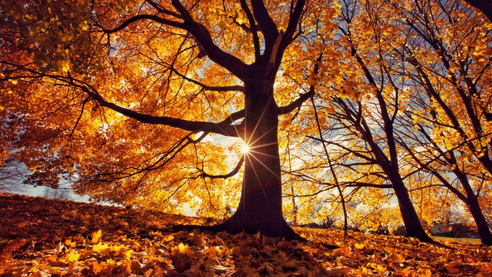 Autumn Poems - Inspired by Feelings & Falling Leaves • 1 Love Poems