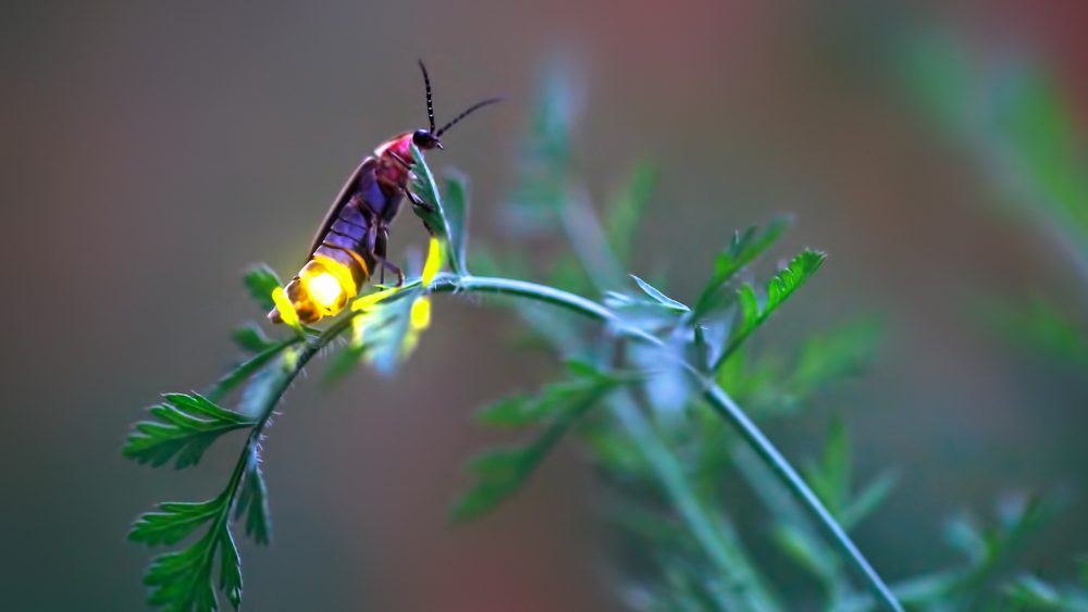 Firefly | How The Heart Flutters In A Gentle Lover's Embrace