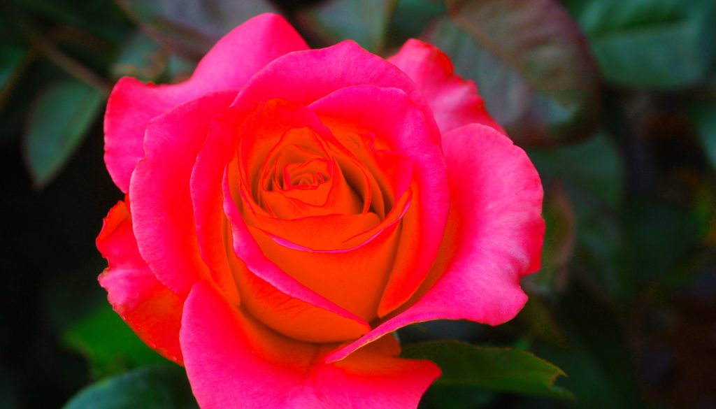 A Single Rose Poem | The Last Kiss Shared By A Couple
